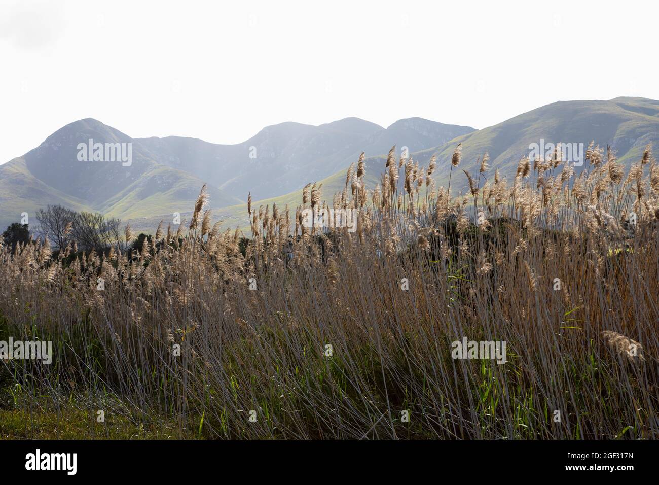 Tall reeds near Klein River, mountain range landscape Stock Photo - Alamy