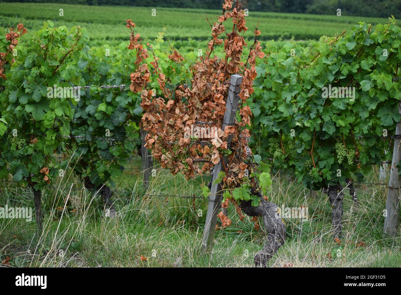 Heat damage hi-res stock photography and images - Alamy
