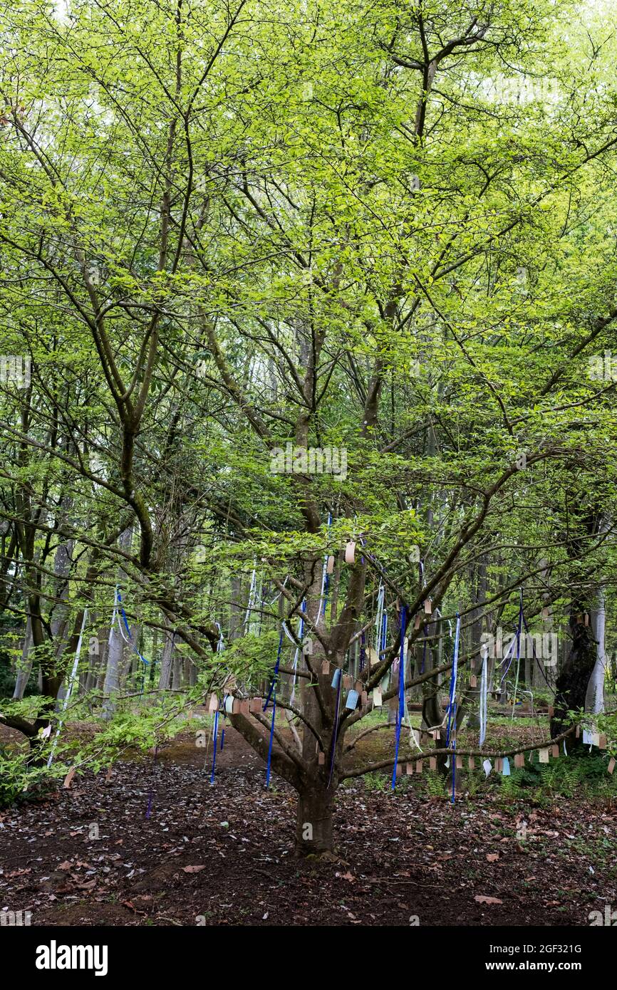 Tree decorated with ribbons for a woodland naming ceremony Stock Photo ...