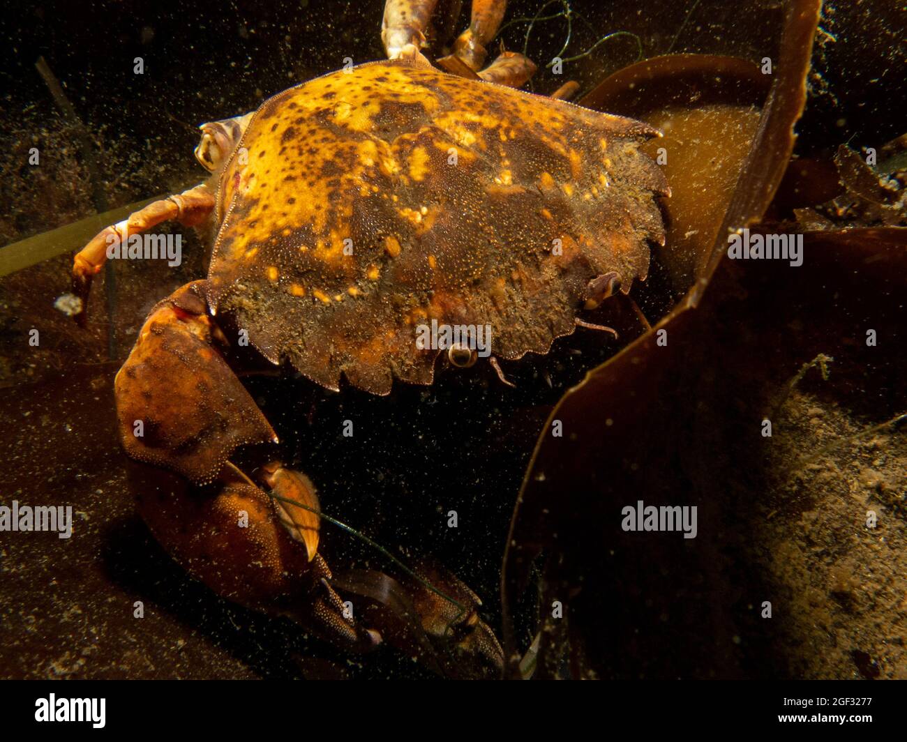 A close-up picture of a crab. Picture from The Sound, between Sweden ...