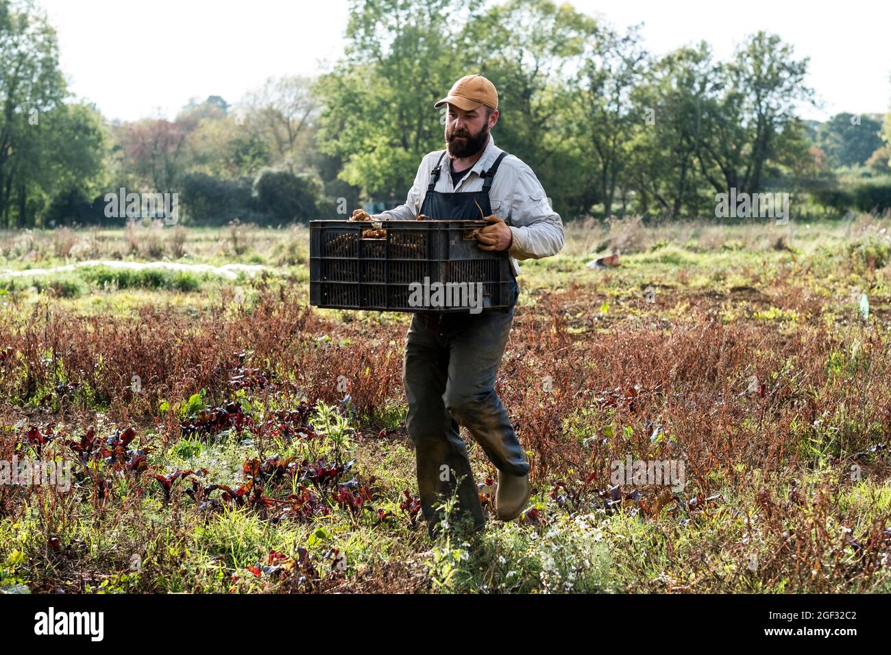 Farmer walking in a field, carrying crate with freshly picked parsnips ...