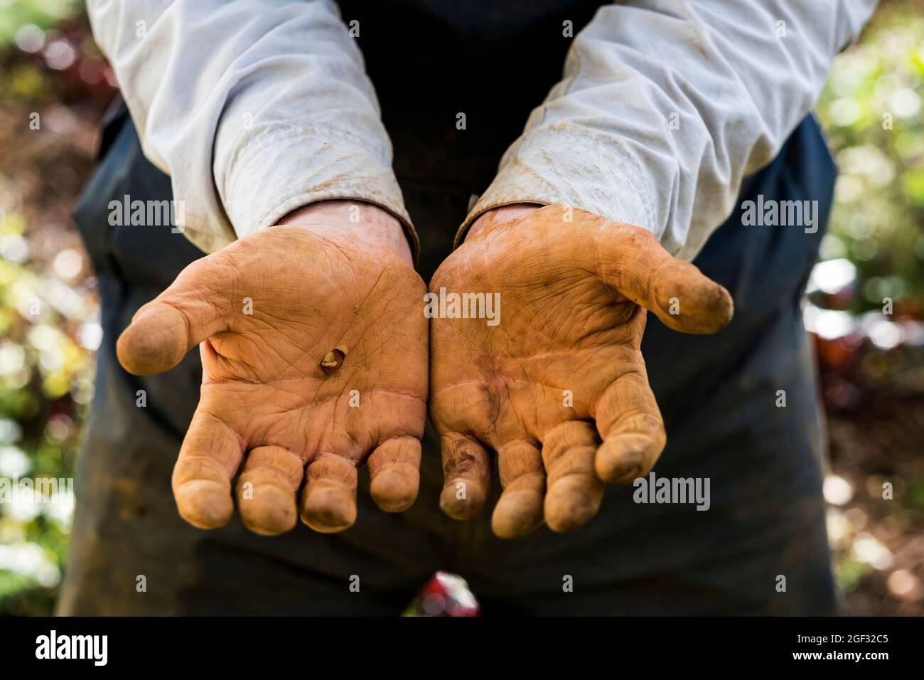 Farmer's hands working close up hi-res stock photography and images - Alamy