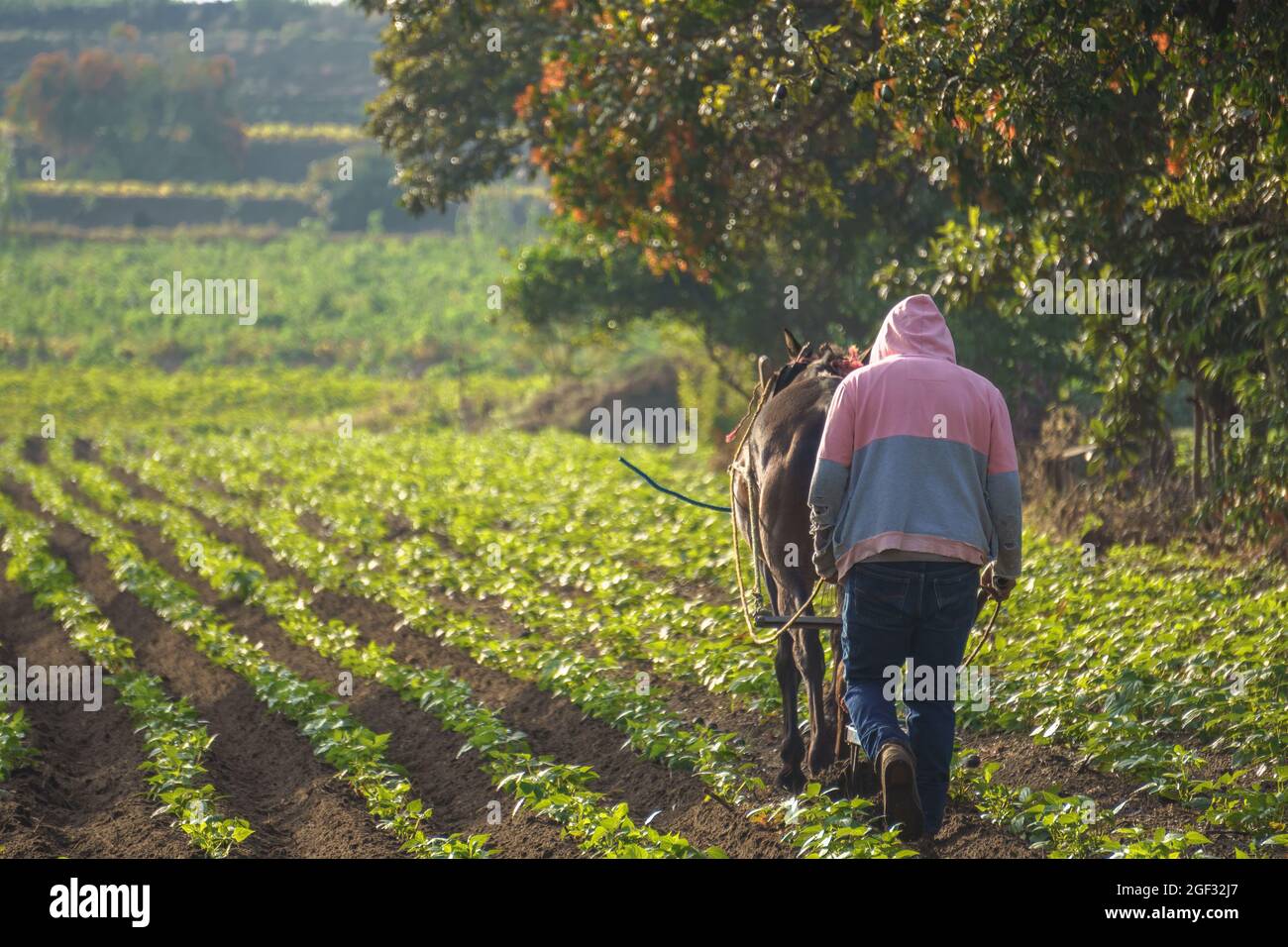 Vertical shot of Hispanic male farming on the plantation with growing ...