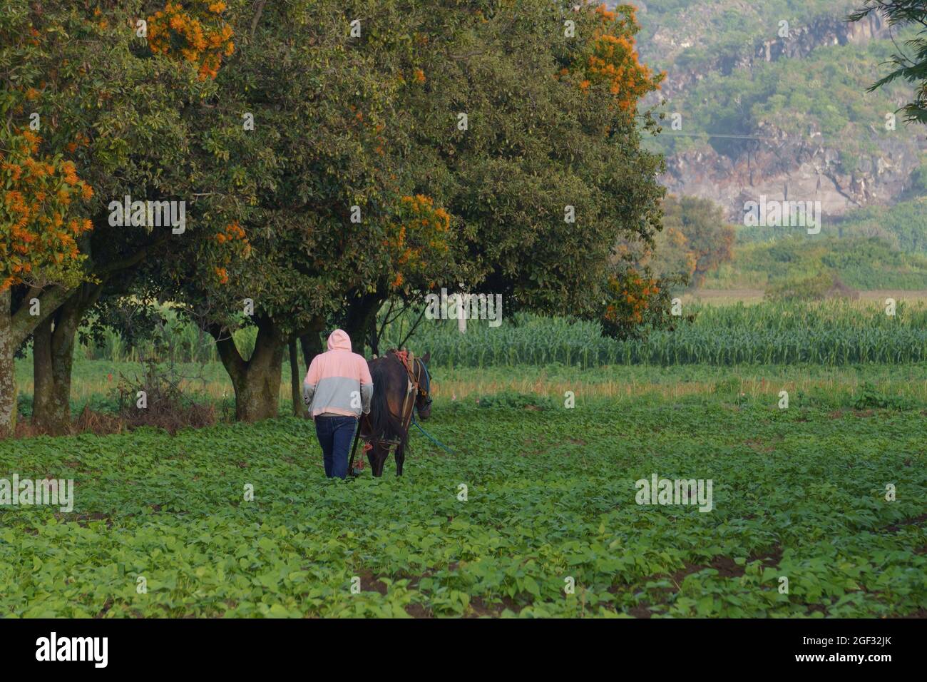 Vertical shot of Hispanic males farming on the plantation with growing ...