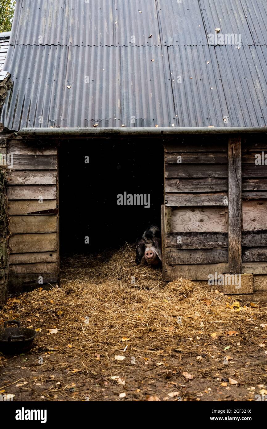 Sty entrance hi-res stock photography and images - Alamy