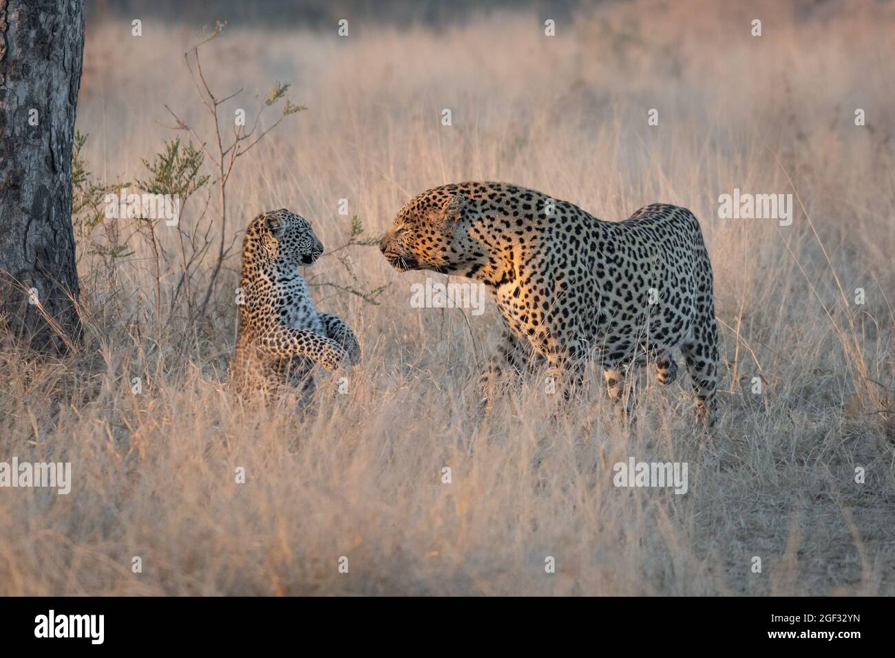 A male leopard, Panthera pardus, looks at a cub raised on its hind legs ...