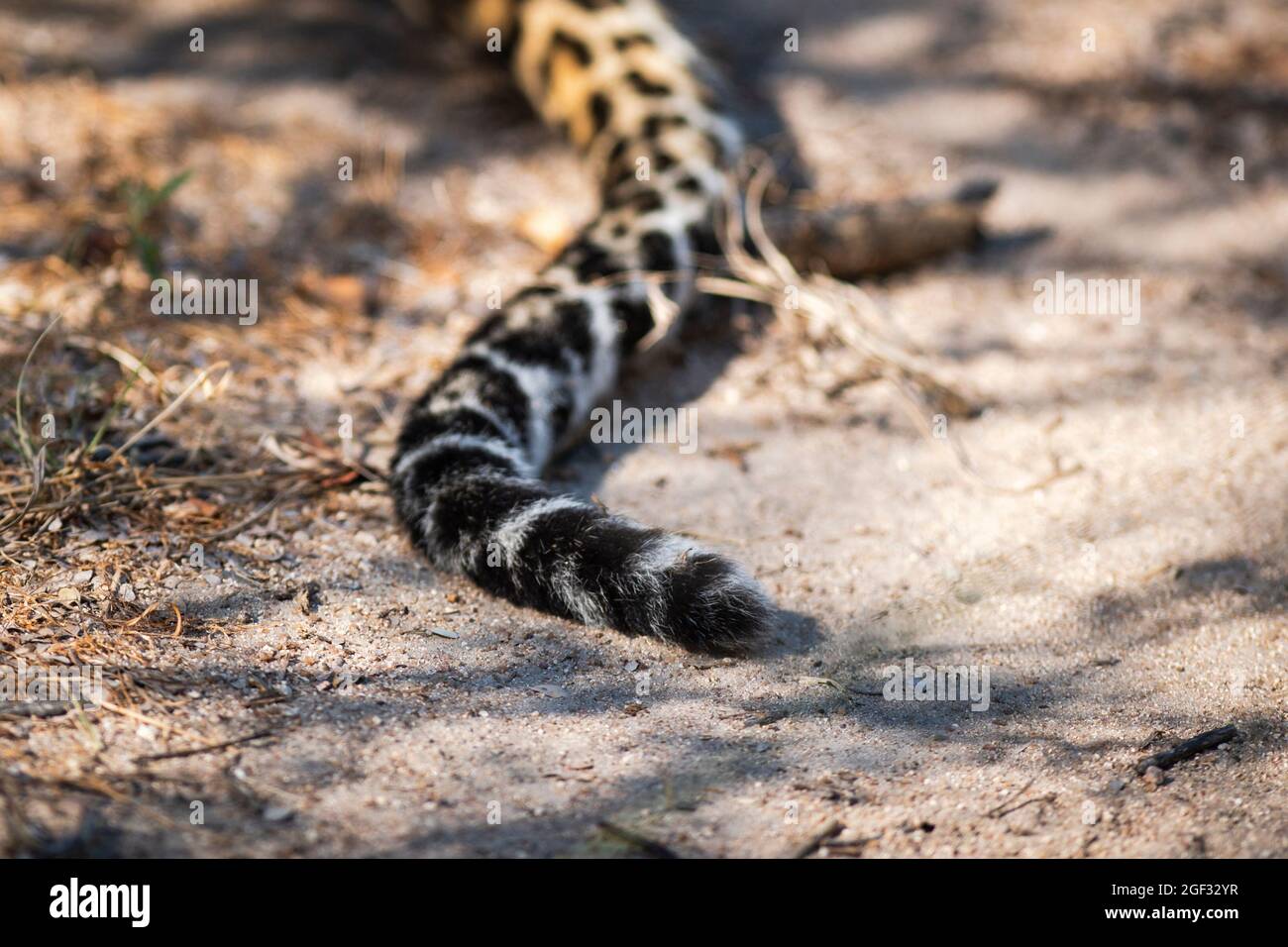 The tail of a leopard on the ground, Panthera pardus Stock Photo - Alamy