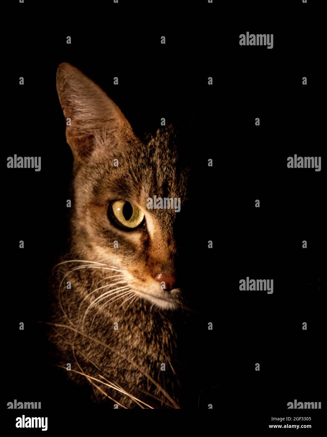 An African wild cat, Felis lybica, side lit by a spotlight at night ...