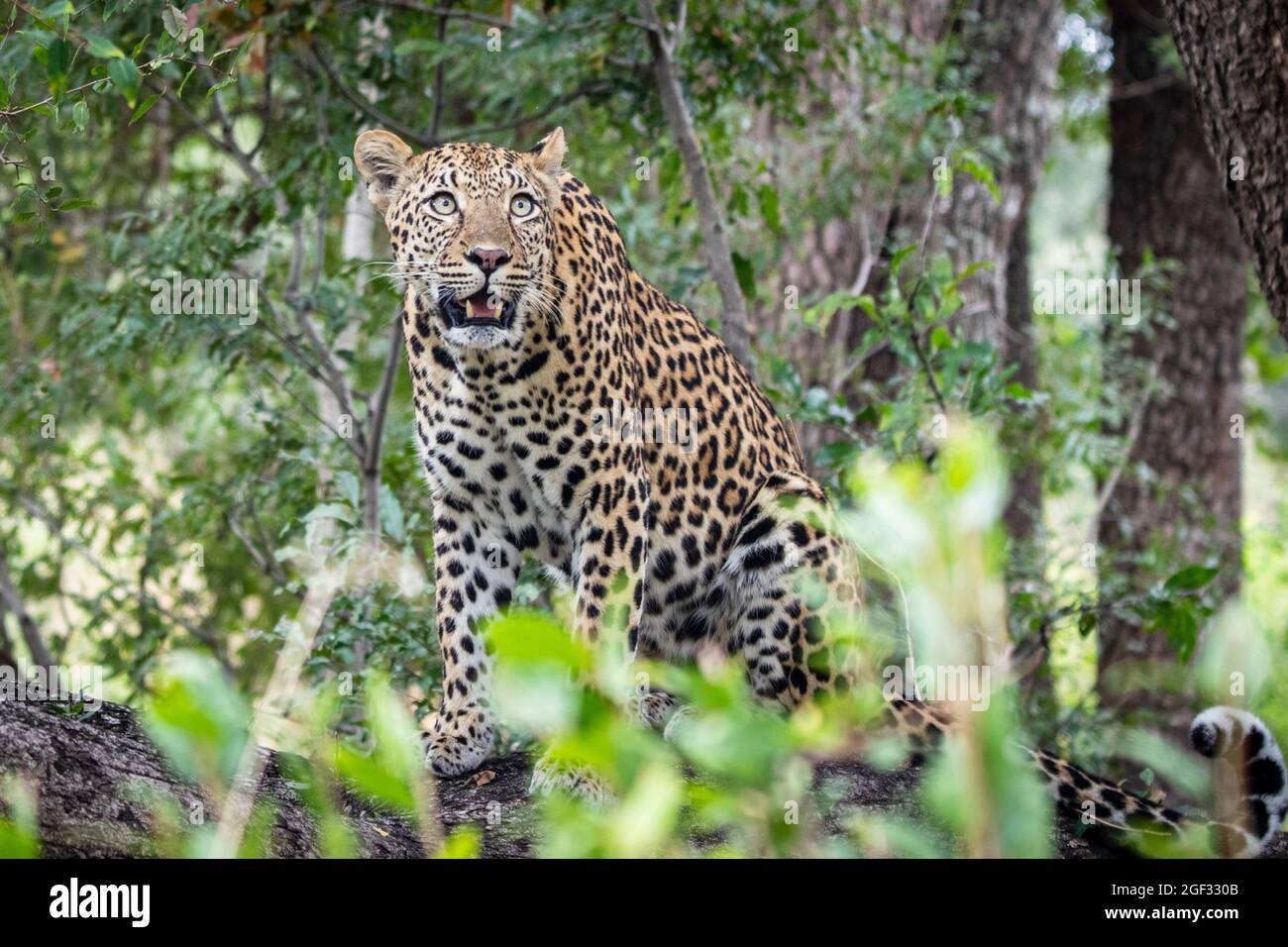 A leopard, Panthera pardus, sits on a log and looks up, surrounded by ...