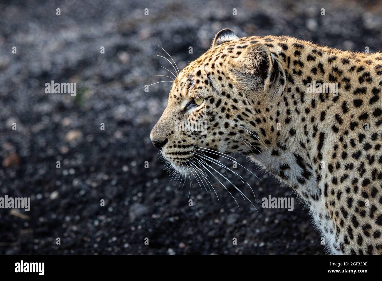 African Leopard Profile