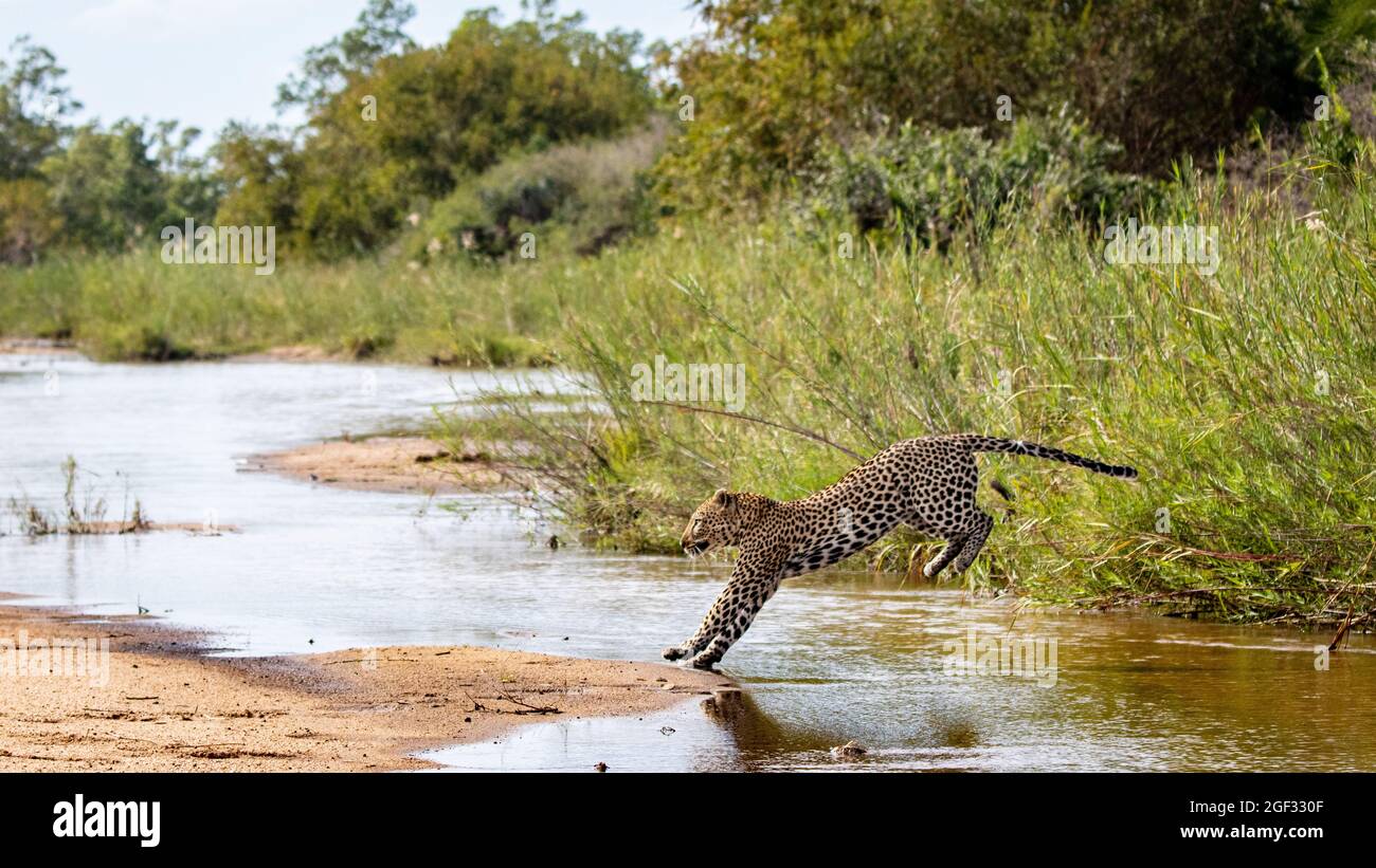 A leopard, Panthera pardus, jumps over a river Stock Photo - Alamy