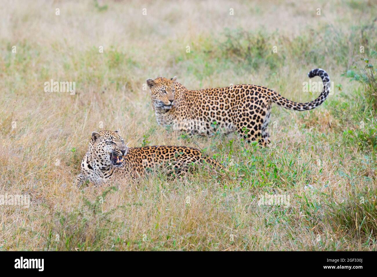 Two leopards, Panthera pardus, together in grass, one snarls Stock ...