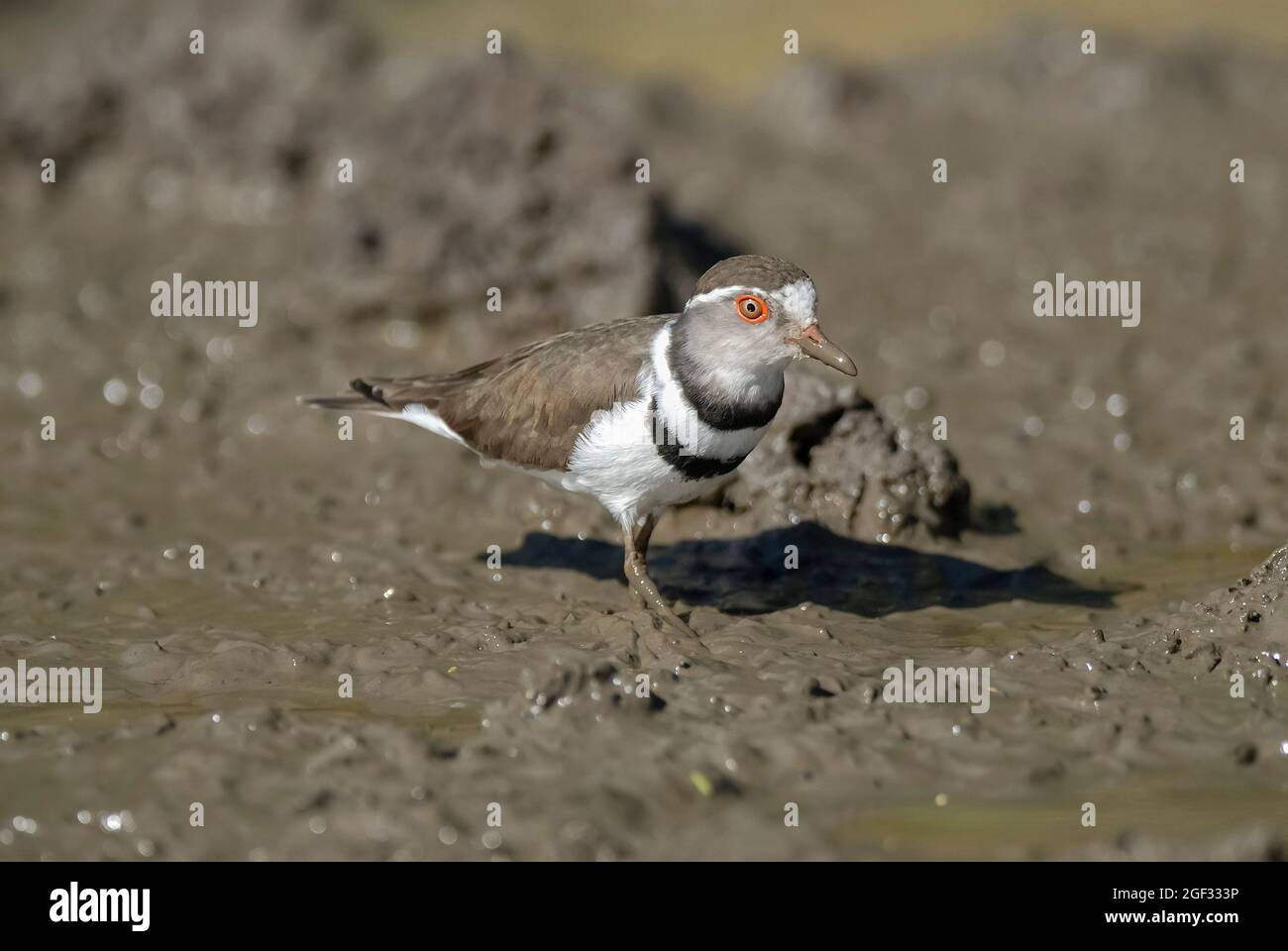 Three banded plover, (Charadrius tricollaris), Kriger National Park ...