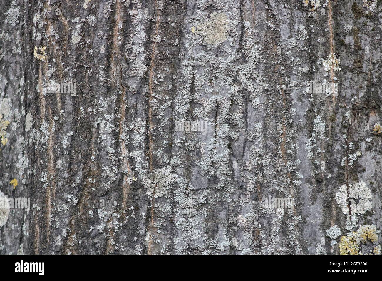 Full frame old gnarled tree trunk showing woodgrain and lichen growth ...