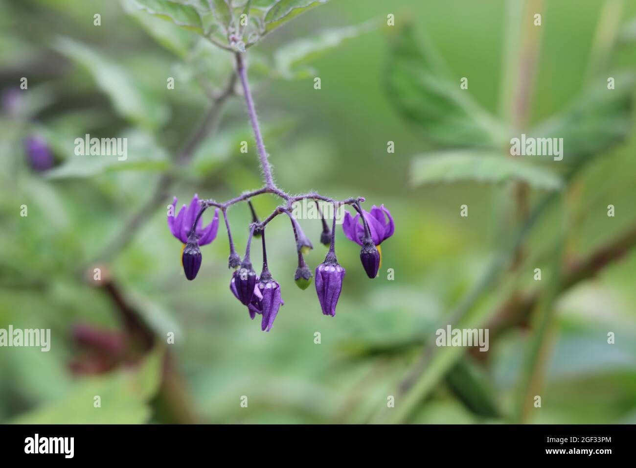 Belladonna Flowers