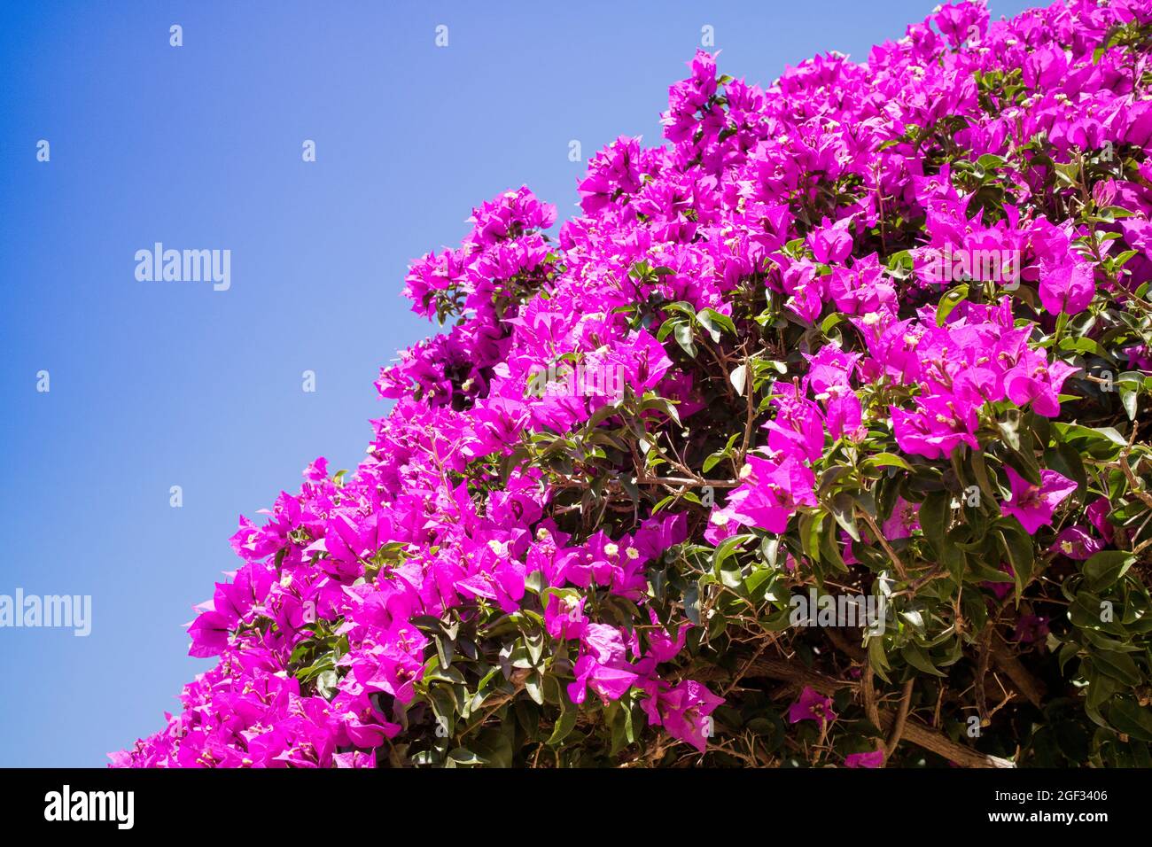 The luxuriant flowering of the tree of the bouganvillea in full summer ...