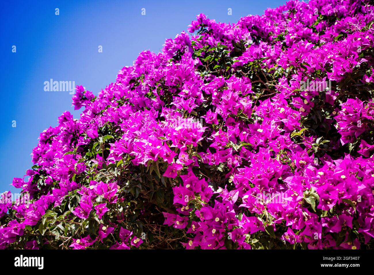 The luxuriant flowering of the tree of the bouganvillea in full summer ...