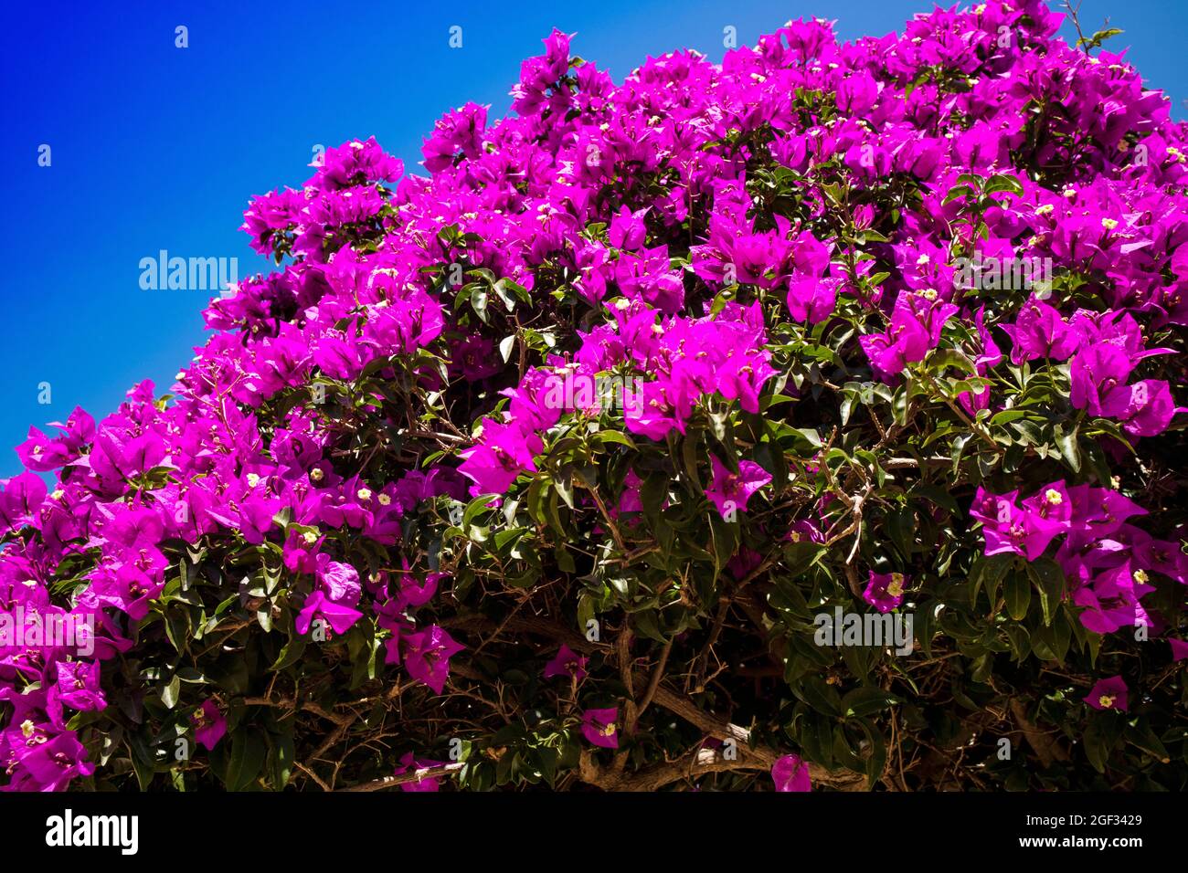 The luxuriant flowering of the tree of the bouganvillea in full summer ...