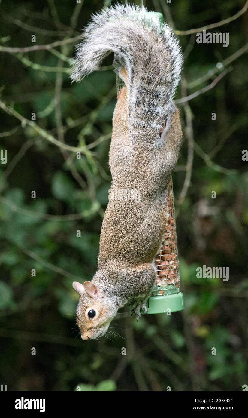 Native species british squirrel hi-res stock photography and images - Alamy