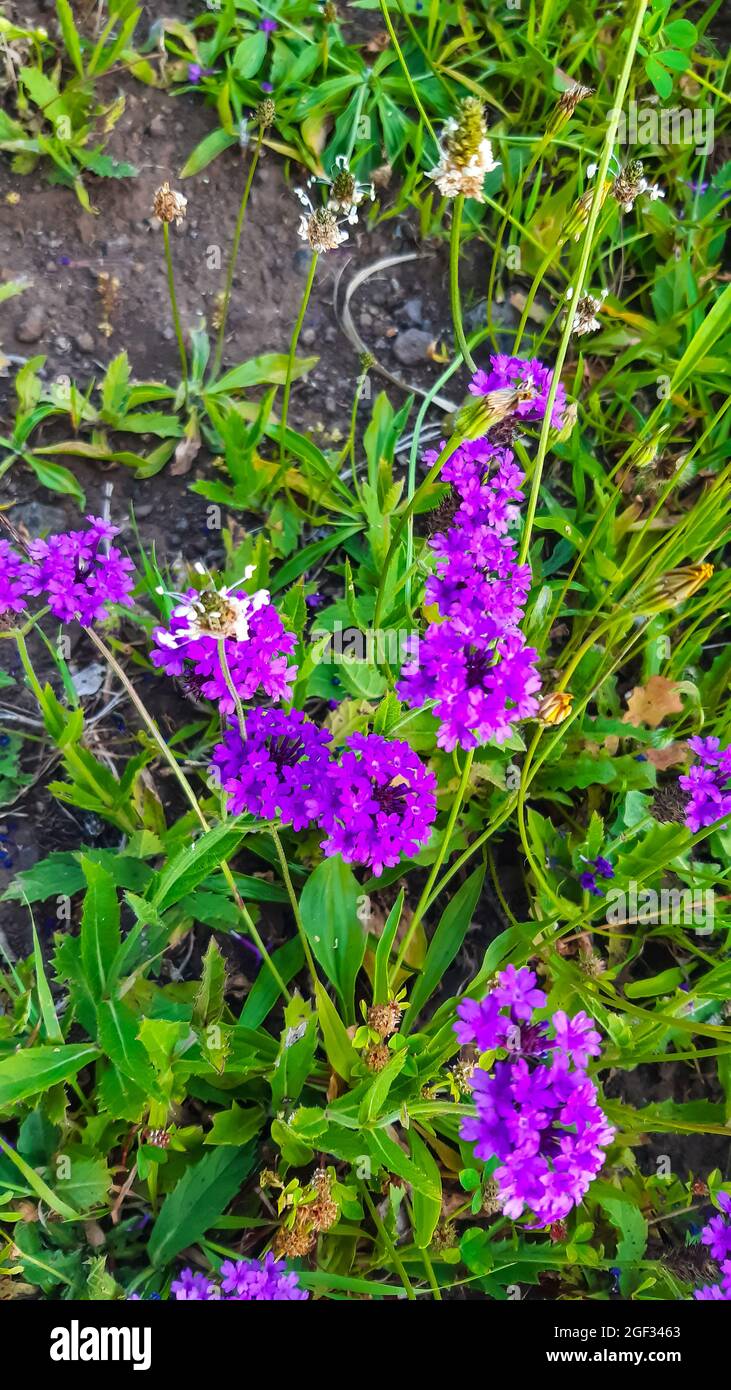 Vertical closeup of Verbena rigida Stock Photo - Alamy