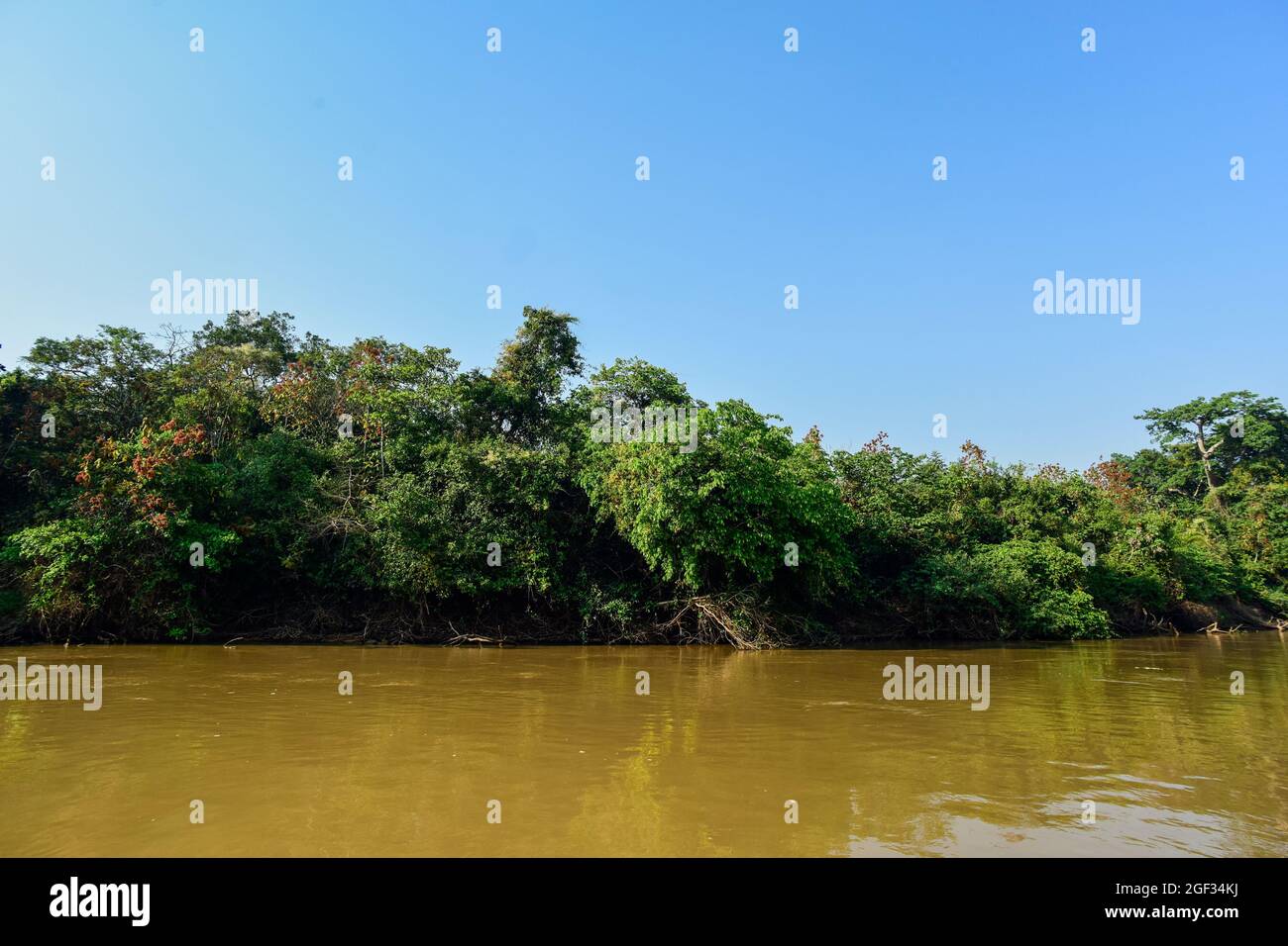 Cuiabá river landscape, Pantanal Forest , Mato grosso, Brazil Stock ...