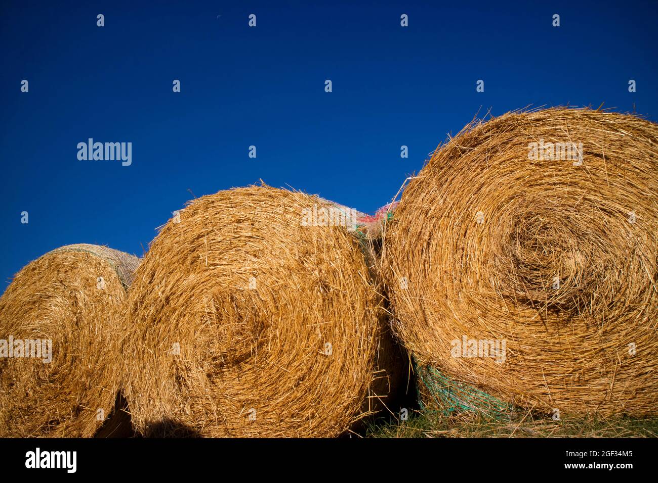 Stubble pressed straw for animals during the winter season Stock Photo ...