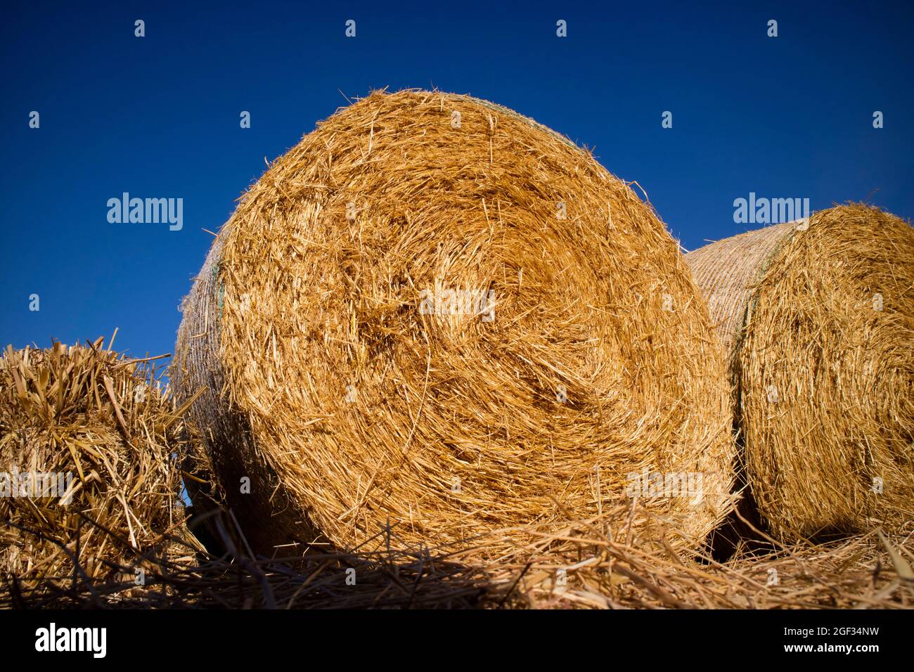 Stubble pressed straw for animals during the winter season Stock Photo ...