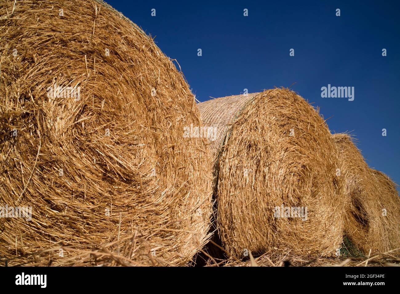 Stubble pressed straw for animals during the winter season Stock Photo ...
