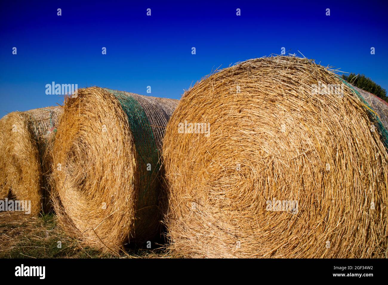 Stubble pressed straw for animals during the winter season Stock Photo ...