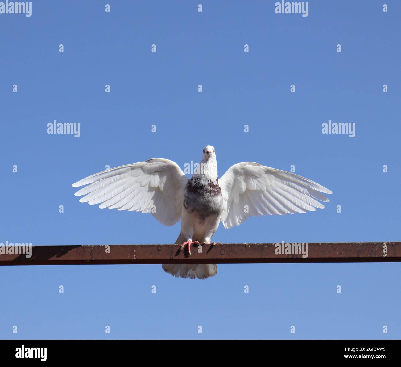 white pigeon waving its wings, Aswan, Egypt Stock Photo - Alamy