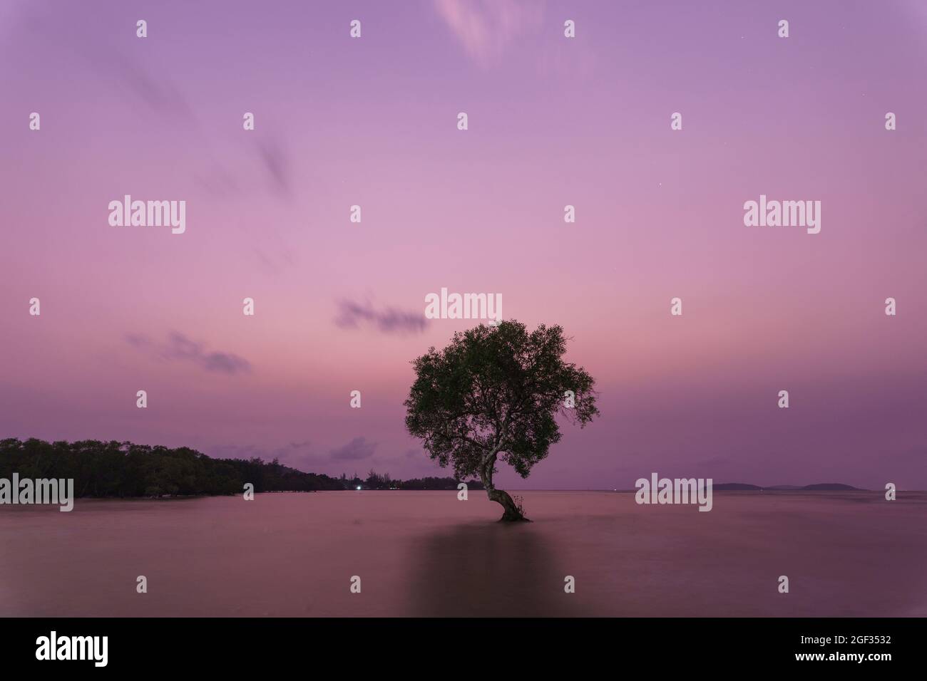 Single mangrove root hi-res stock photography and images - Alamy