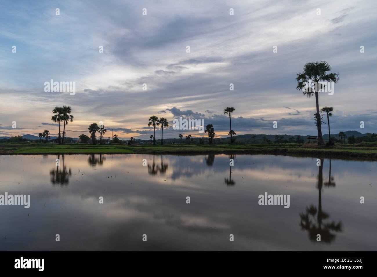 Beautiful rice field scenery with palm trees rural sunset in the rainy ...