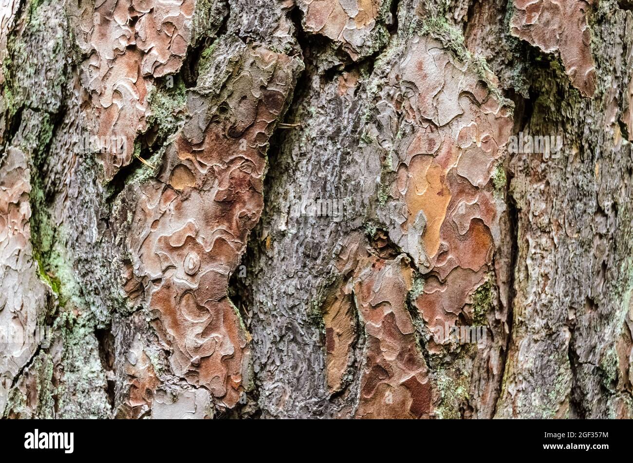 Bark of pine tree hi-res stock photography and images - Alamy