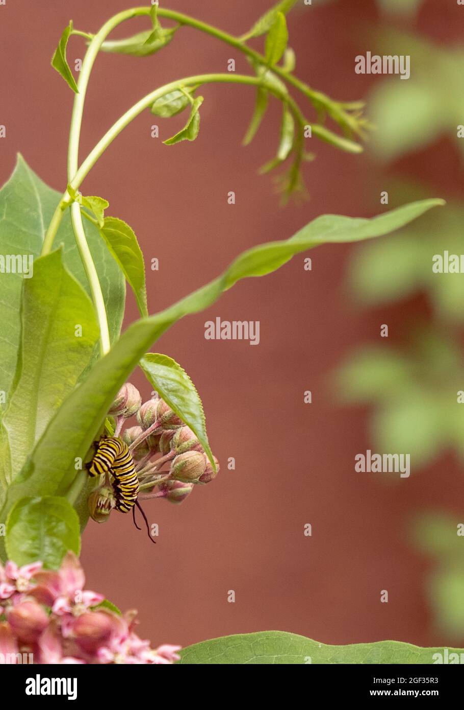 Chenille de monarque hi-res stock photography and images - Alamy