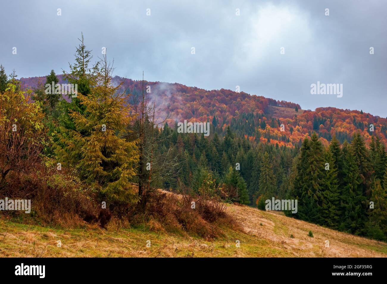 autumn scenery with forest on the hill. beautiful mountain landscape in ...