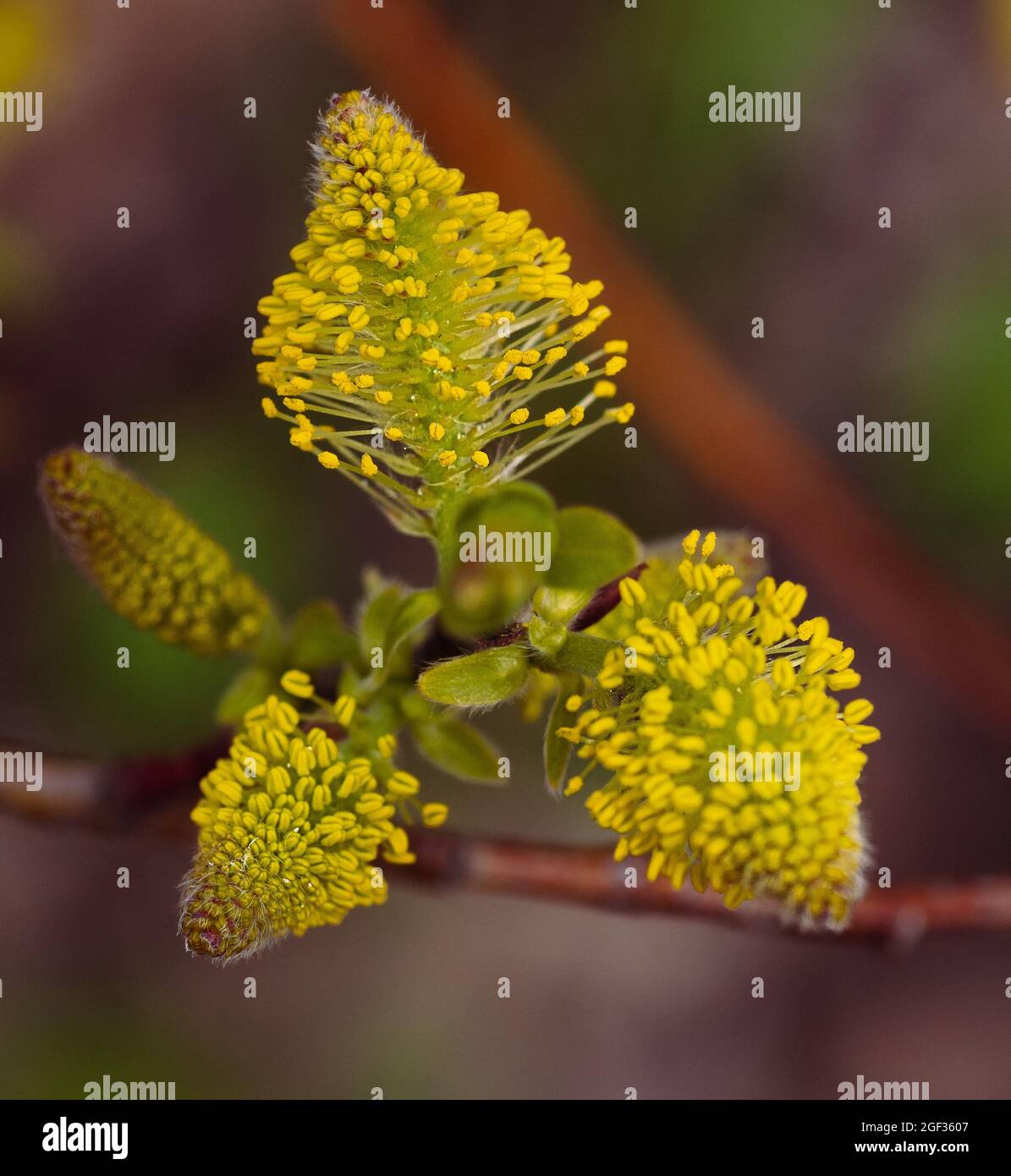 Bourgeons hi-res stock photography and images - Alamy
