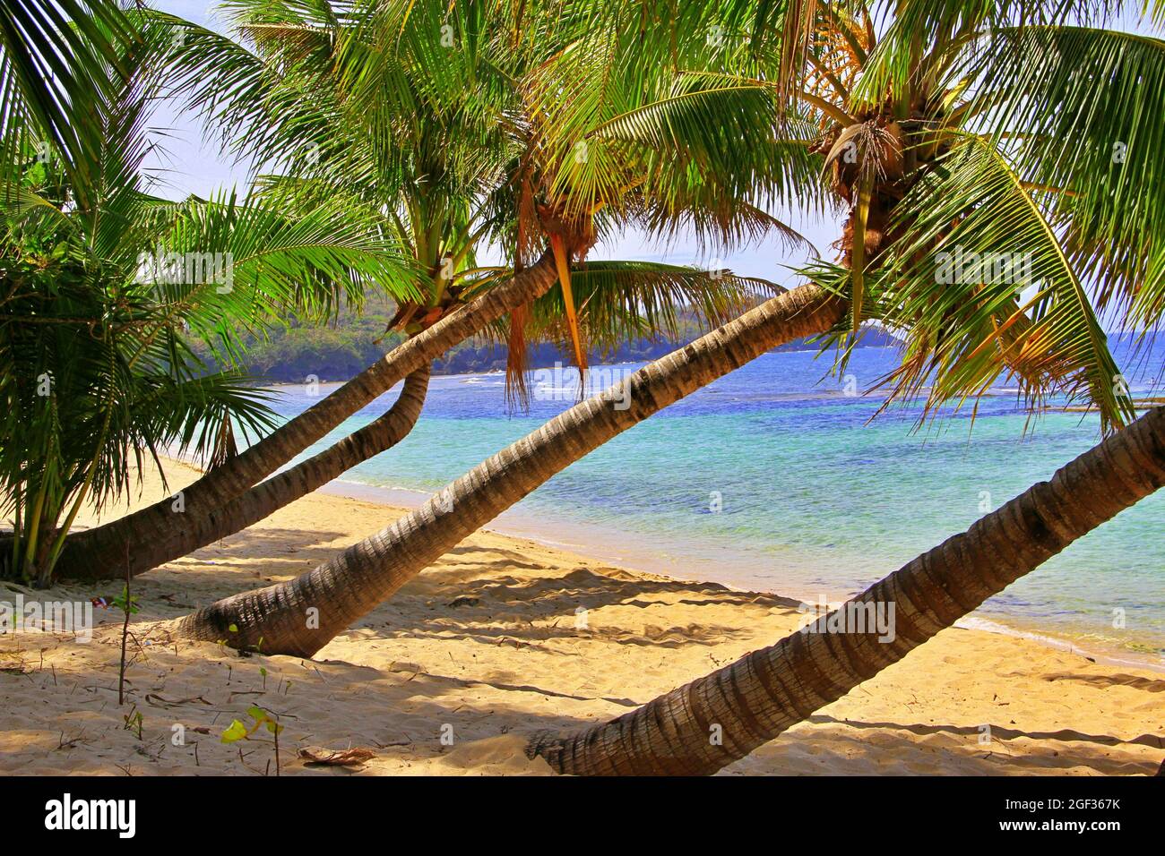 Leaning trees hi-res stock photography and images - Alamy