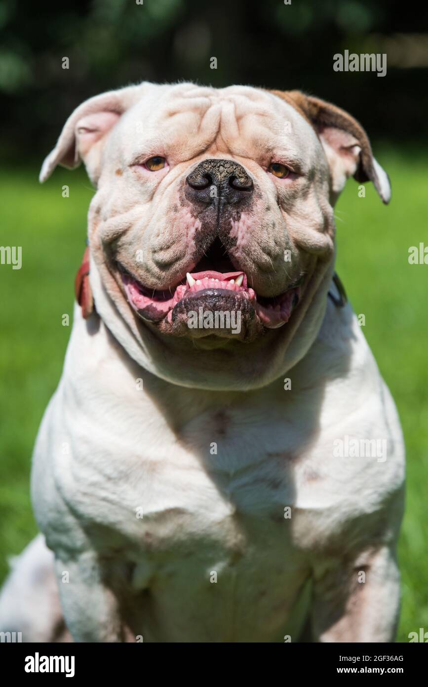 Portrait of strong-looking White American Bulldog outdoors Stock Photo ...