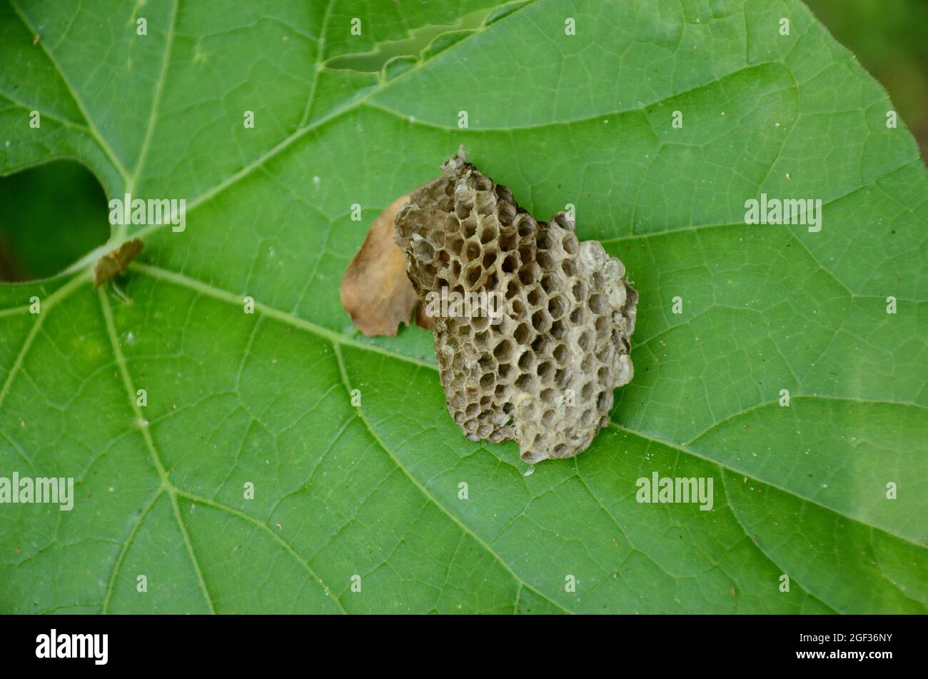 closeup the brown color honey bee comb on the arabic leaf over out of ...