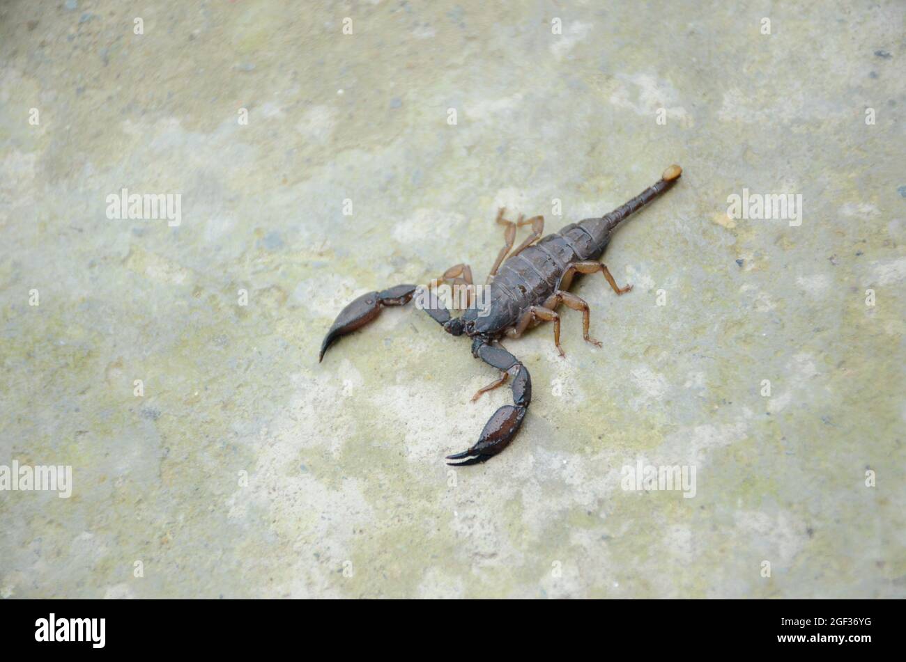 closeup the brown black scorpion over out of focus grey brown ...