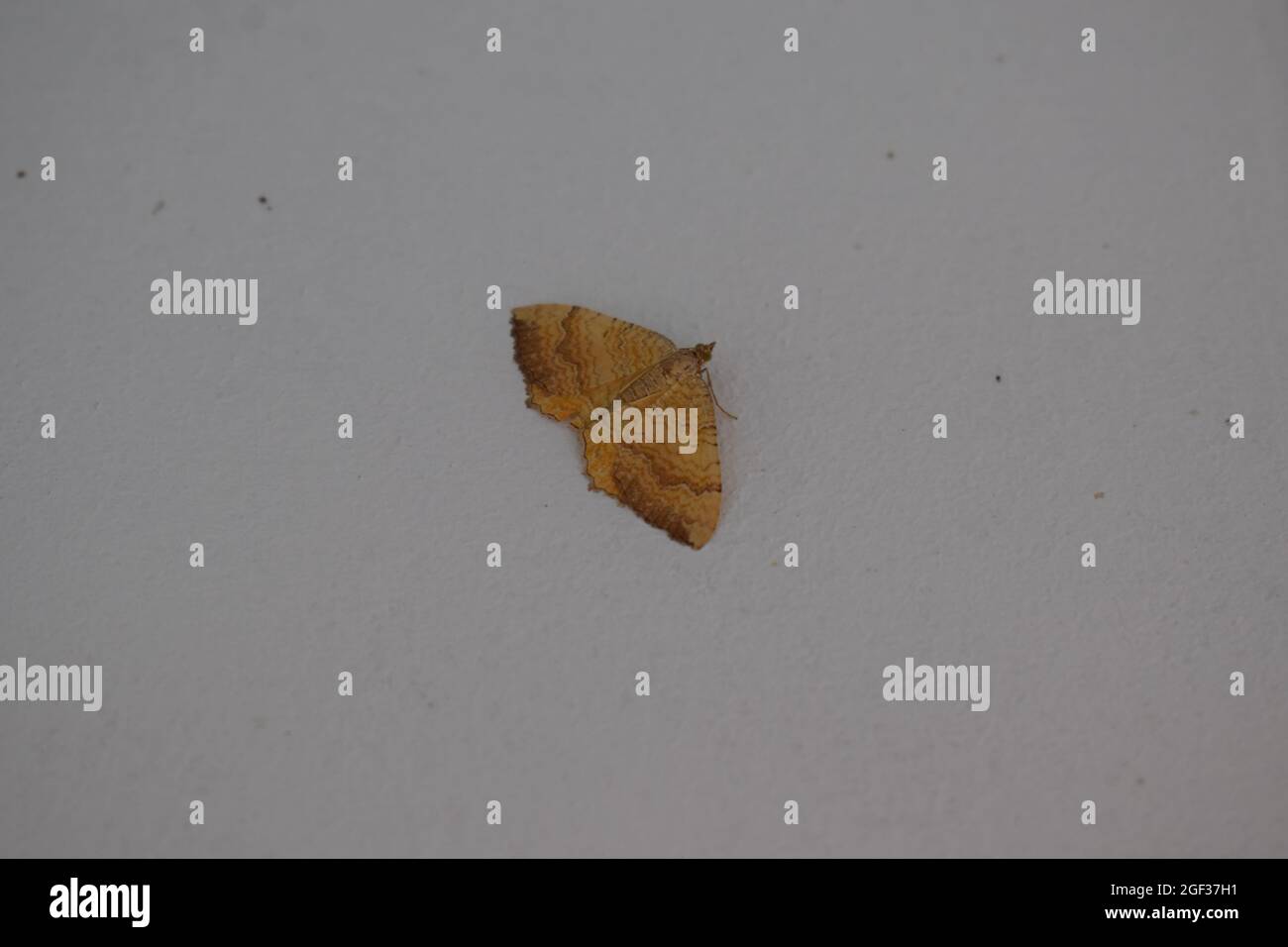 Asian night butterfly hi-res stock photography and images - Alamy