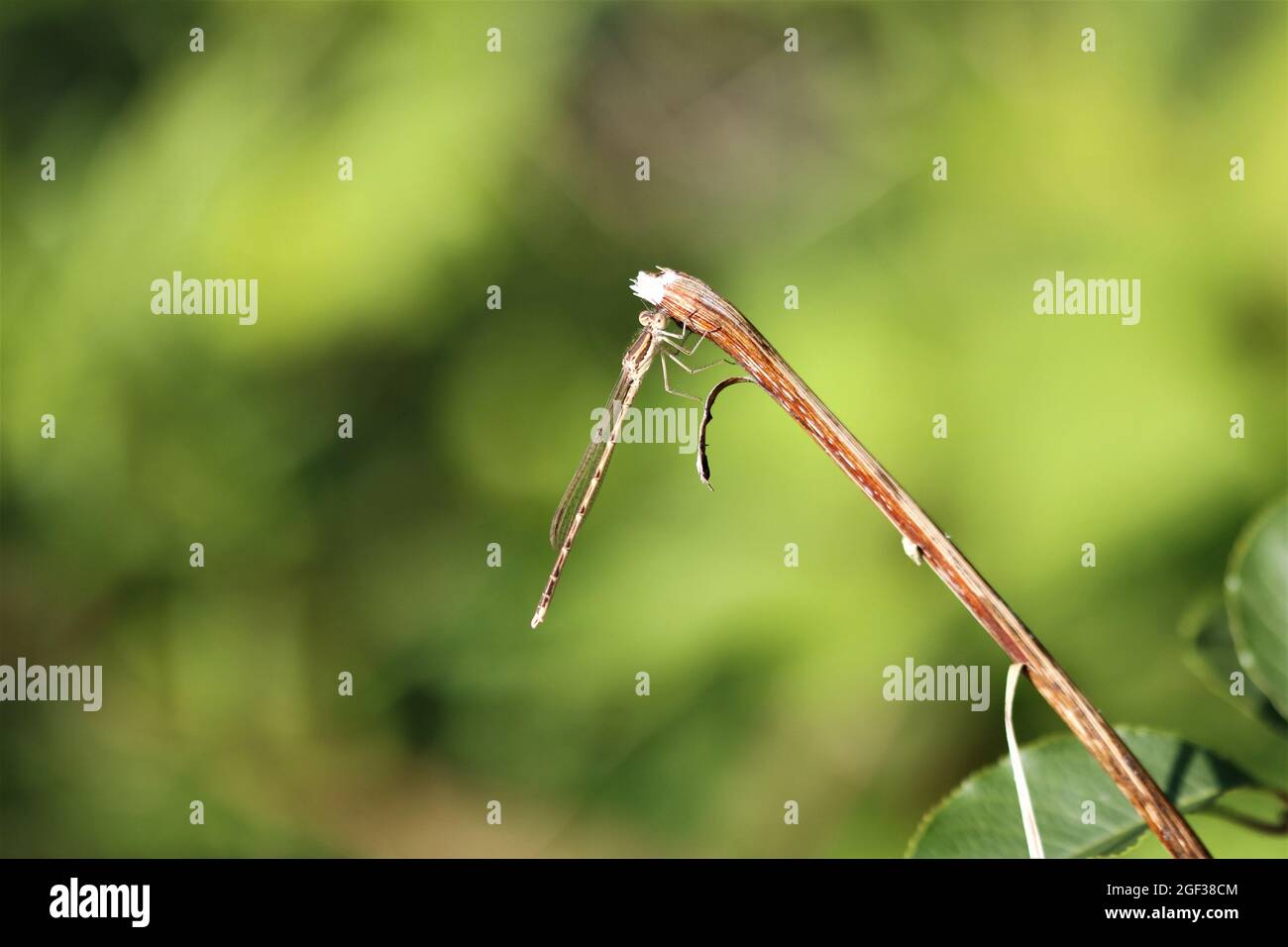 Siberian winterdamsel (Sympecma paedisca Stock Photo - Alamy