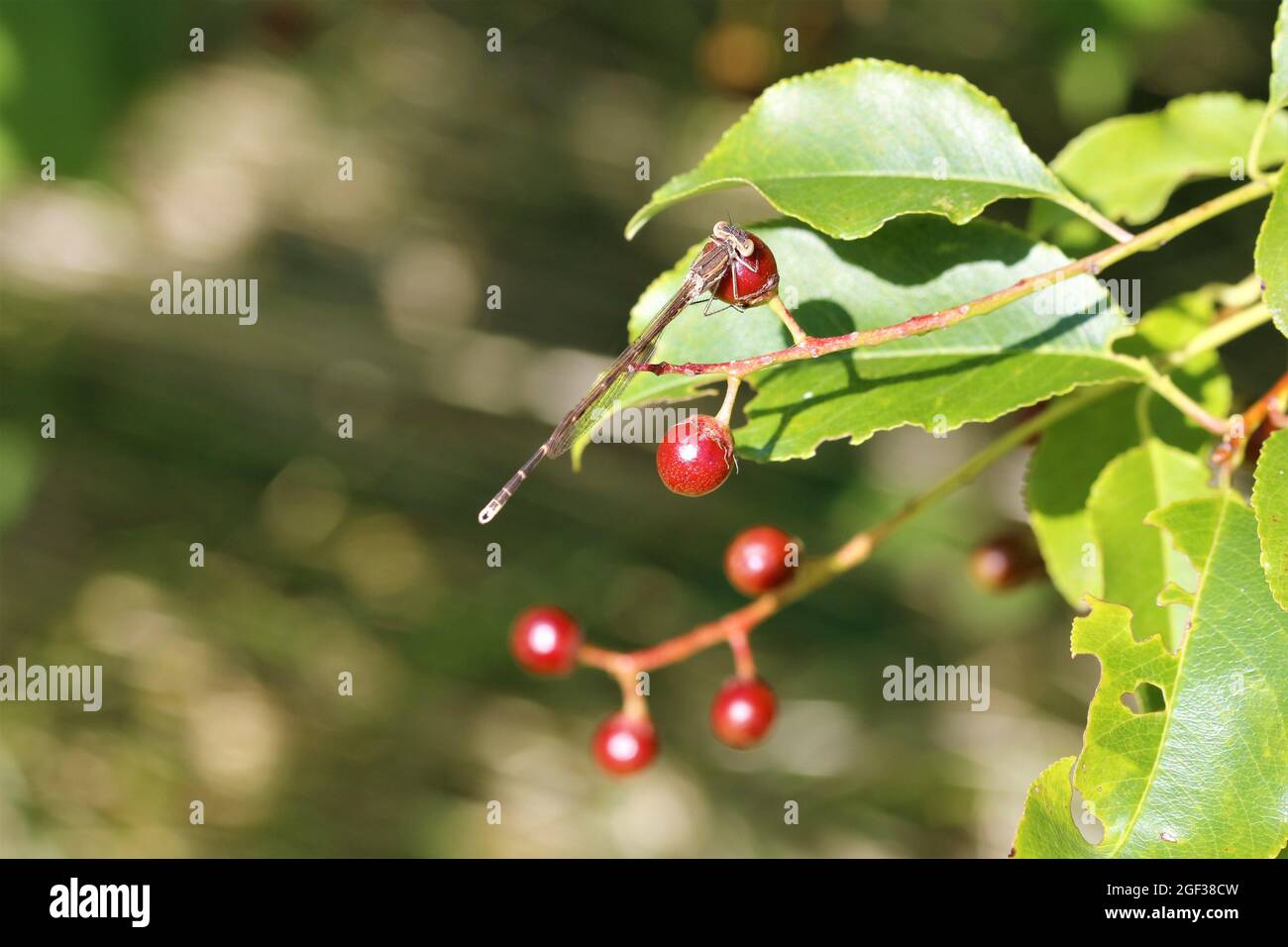 Siberian winterdamsel (Sympecma paedisca) on cherry laurel Stock Photo ...