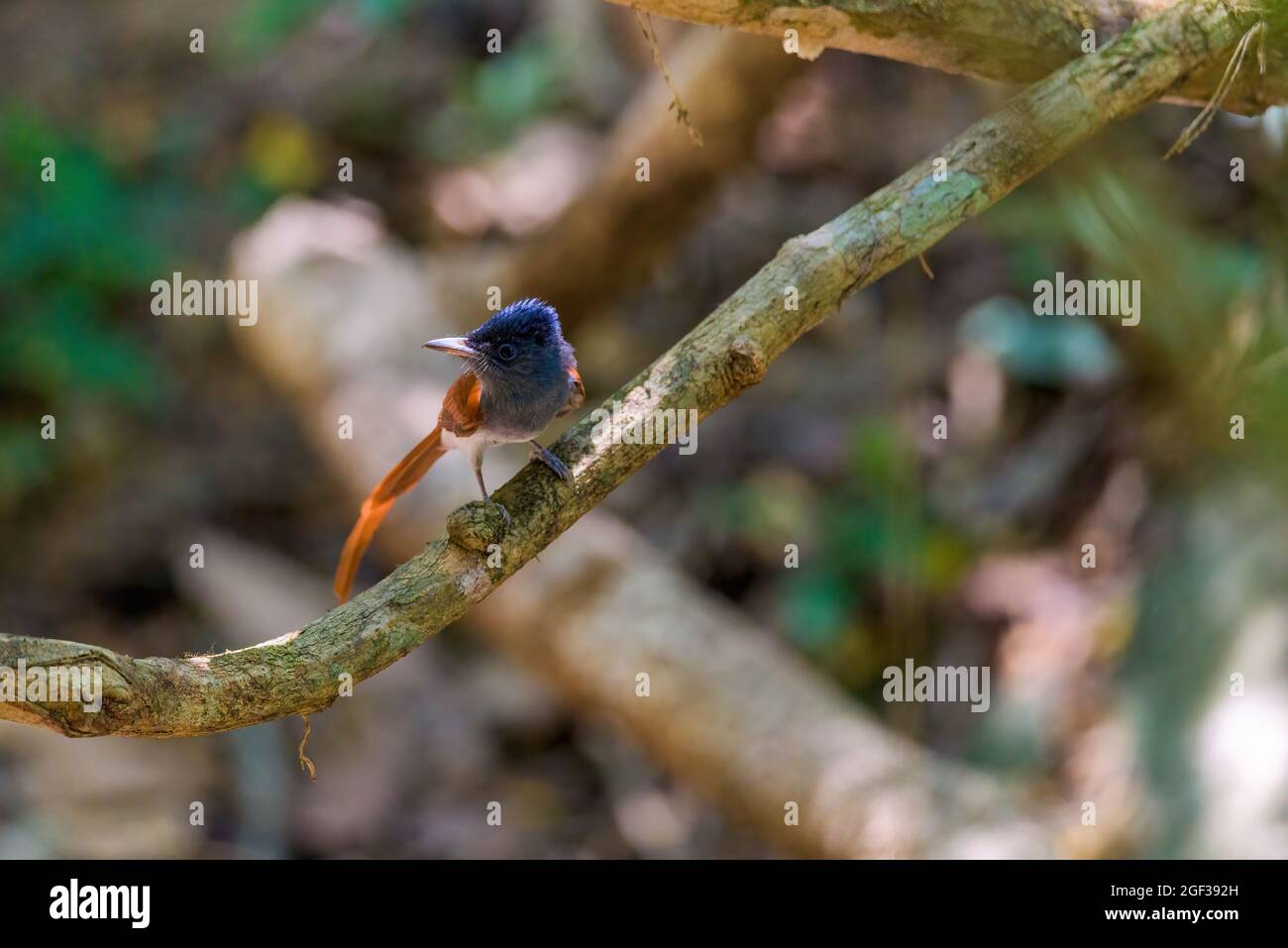 Asian Paradise Flycatcher,beautiful bird in tropical forest Stock Photo ...