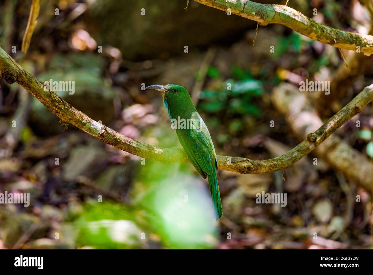 Blue bearded bee eater bird hi-res stock photography and images - Alamy