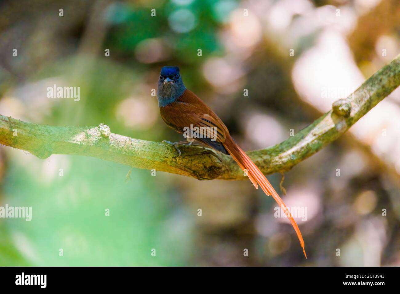 Paradise drongo bird hi-res stock photography and images - Alamy