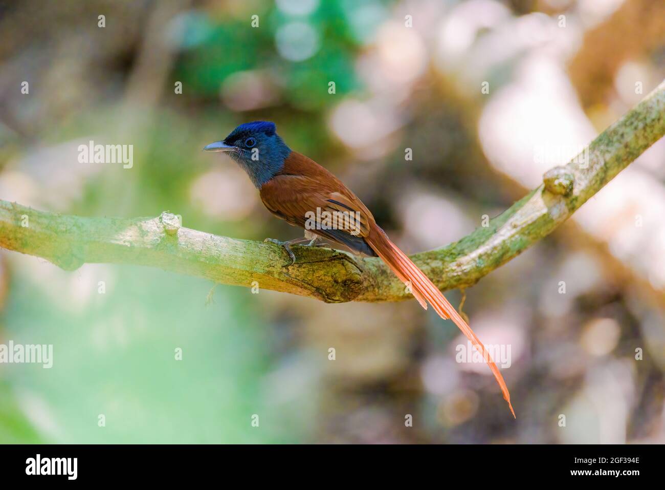 Asian Paradise Flycatcher,beautiful bird in tropical forest Stock Photo ...