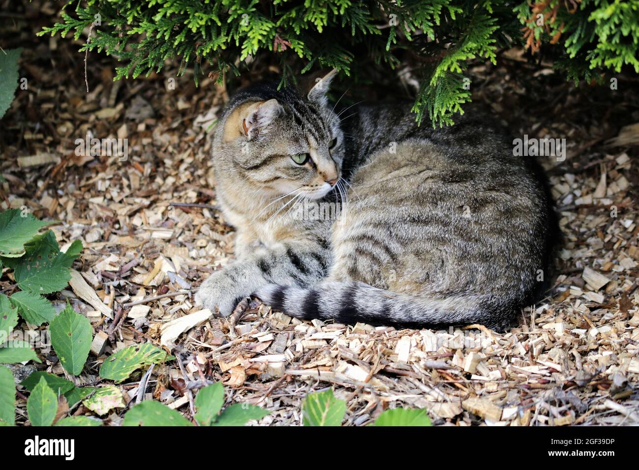 European Shorthair, female, hiding under a bush Stock Photo - Alamy
