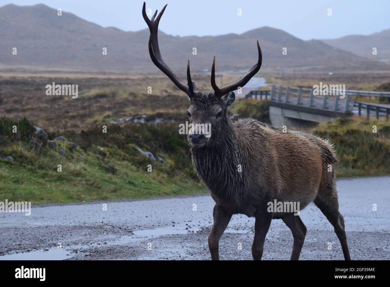 Stag scotland road hi-res stock photography and images - Alamy
