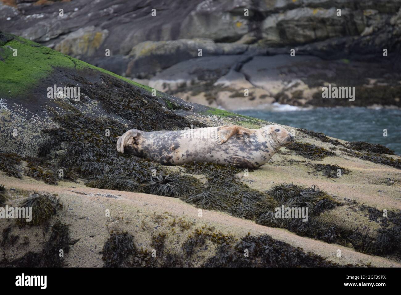 Seal on rock hi-res stock photography and images - Alamy